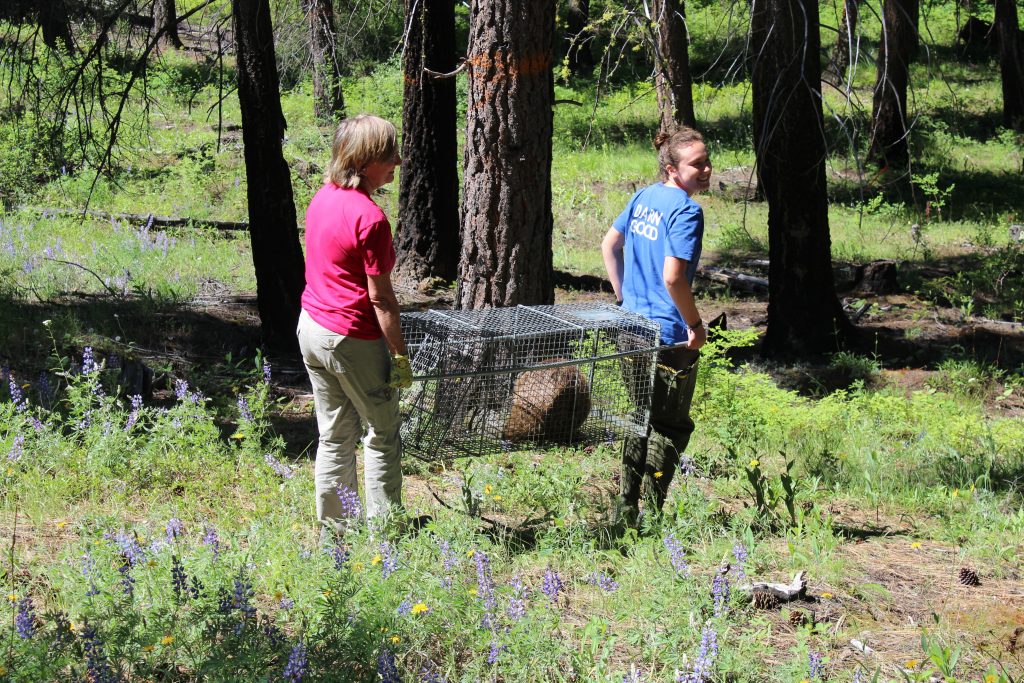What We Do – Methow Beaver Project