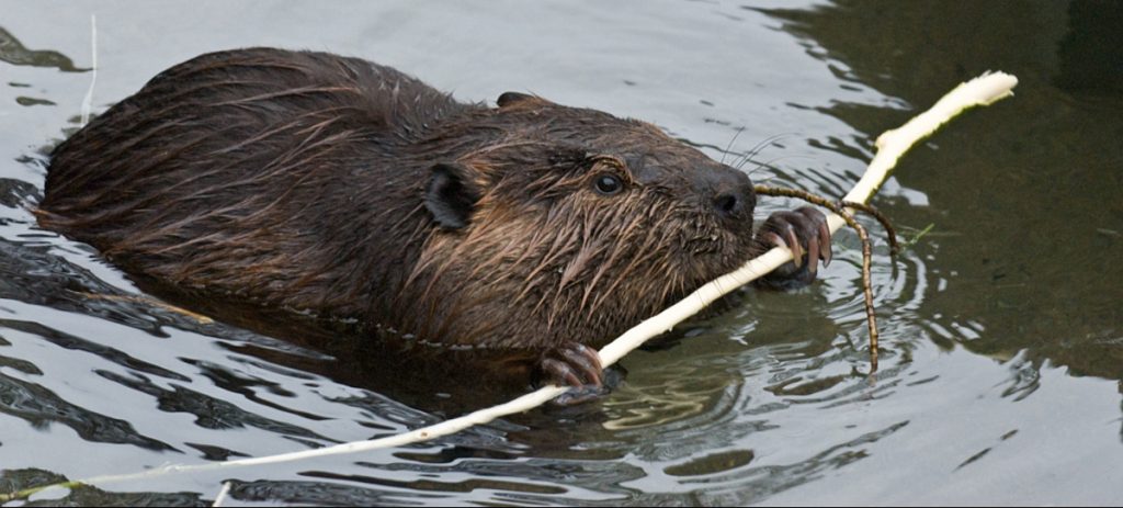 Beaver Newsfeed – Methow Beaver Project