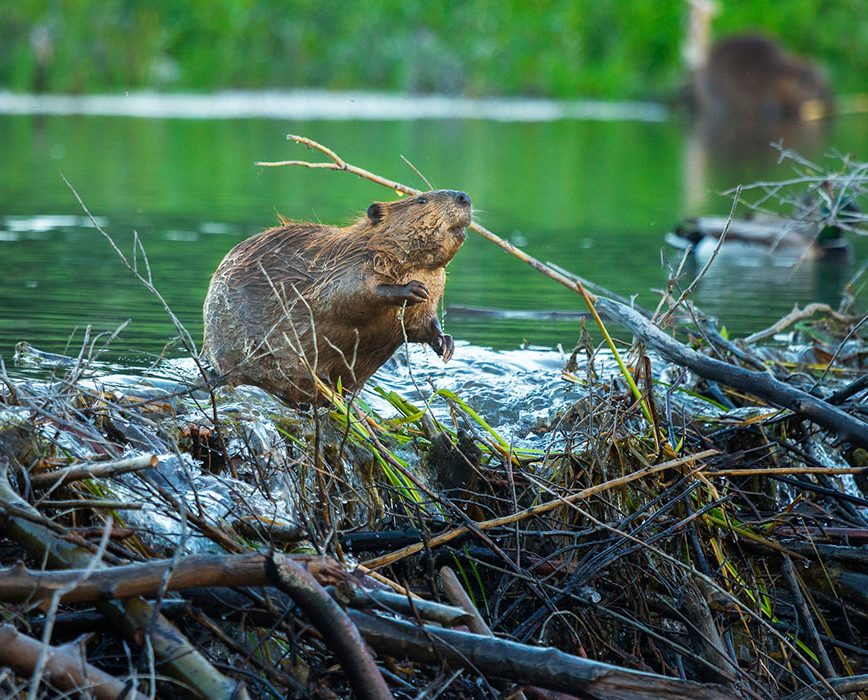 Beaver Newsfeed – Methow Beaver Project
