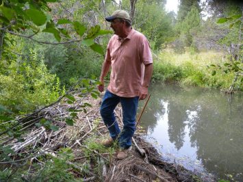 Methow Beaver Project – Beavers & People restoring our watersheds together