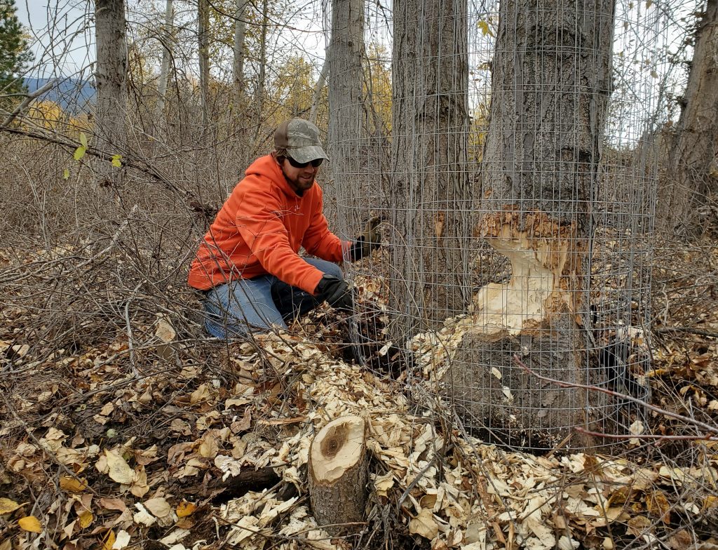 Beaver Solutions – Methow Beaver Project