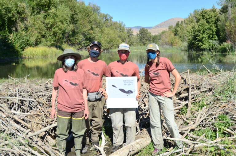 Beaver Newsfeed – Methow Beaver Project