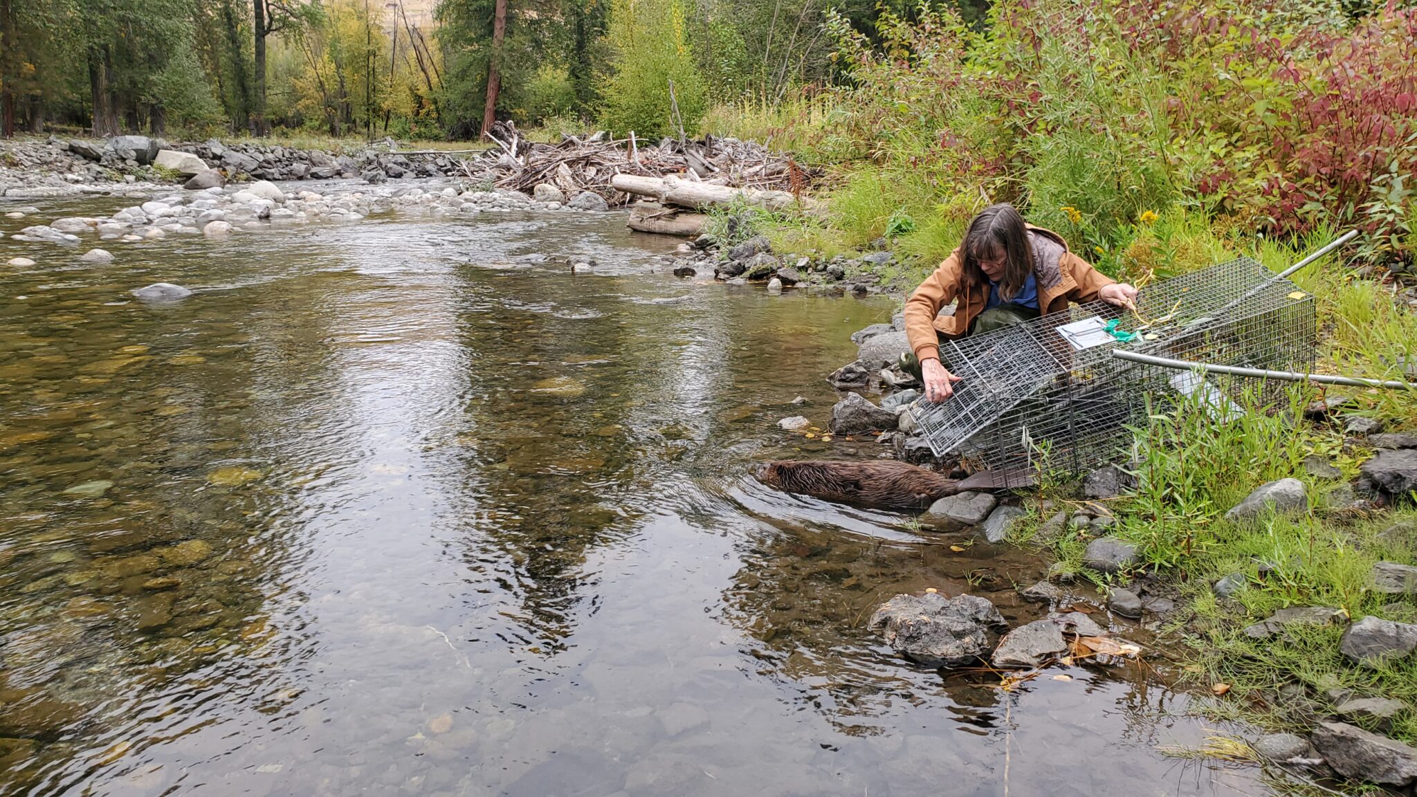 Beaver Relocation – Methow Beaver Project