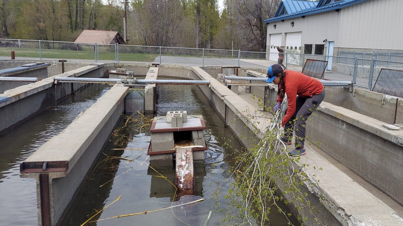 Beaver Relocation – Methow Beaver Project