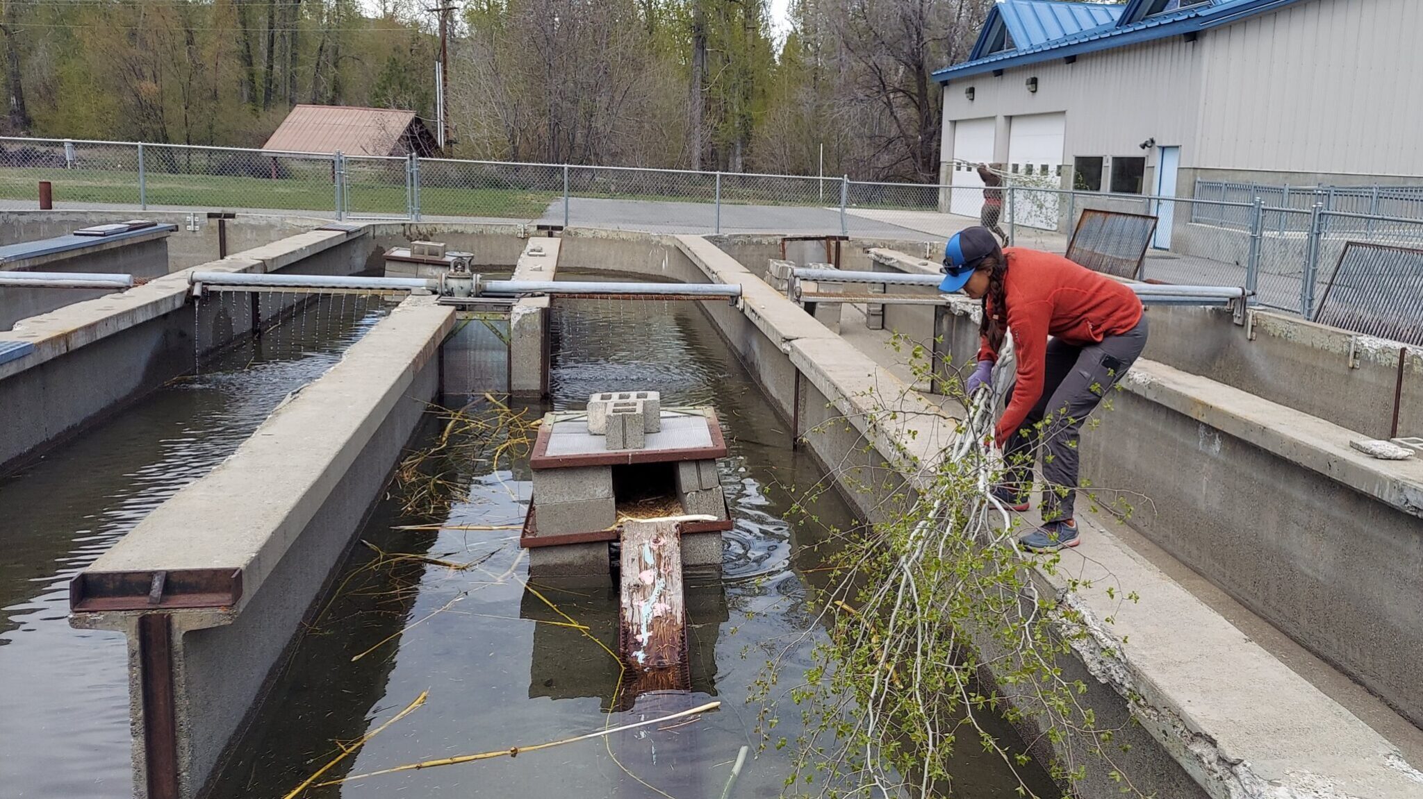 Beaver Relocation – Methow Beaver Project