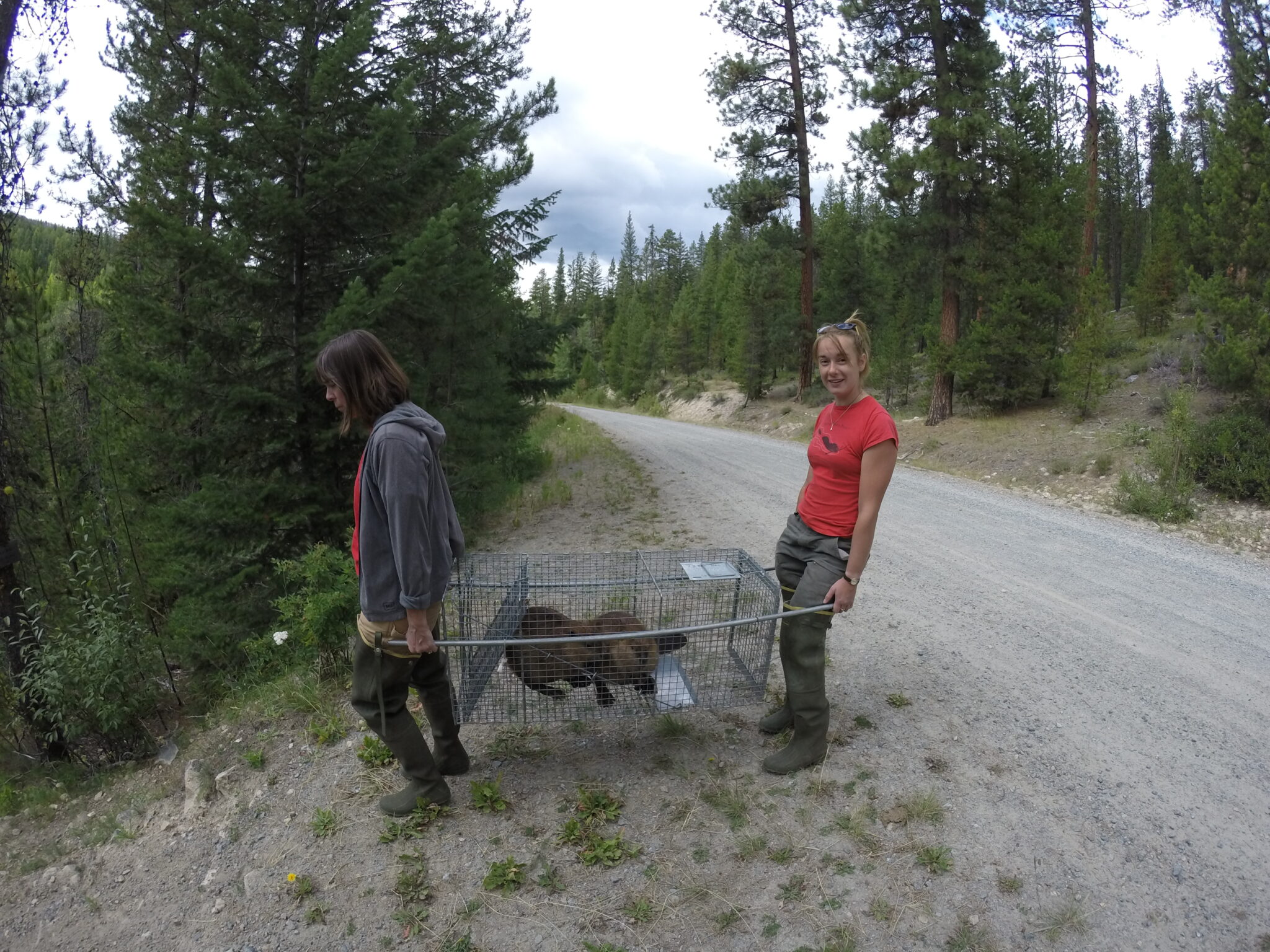 Beaver Coexistence – Methow Beaver Project