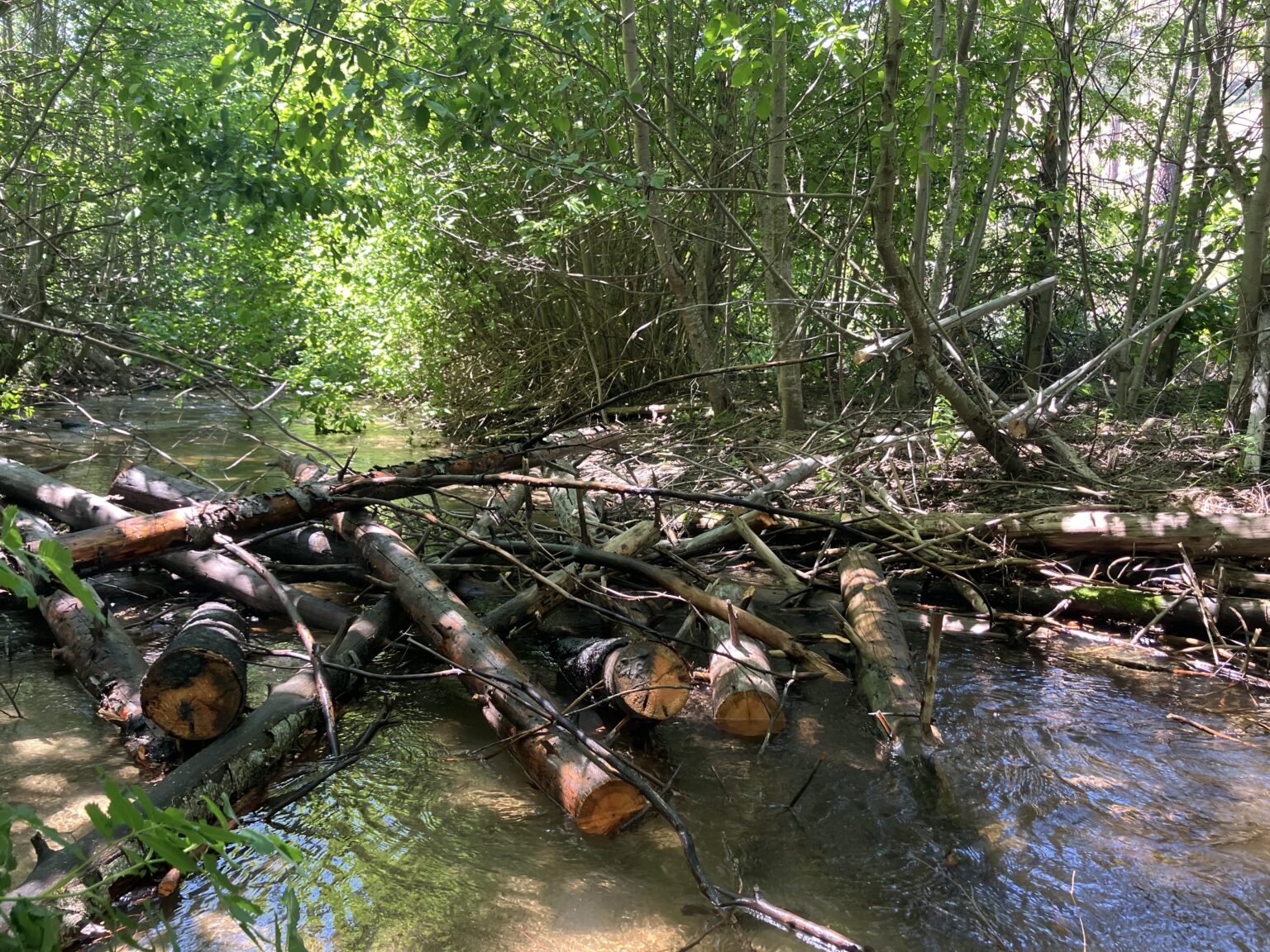 Watershed Restoration – Methow Beaver Project