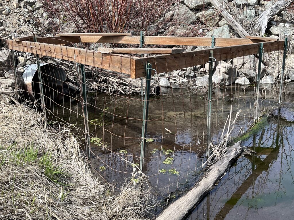 Beaver Coexistence – Methow Beaver Project