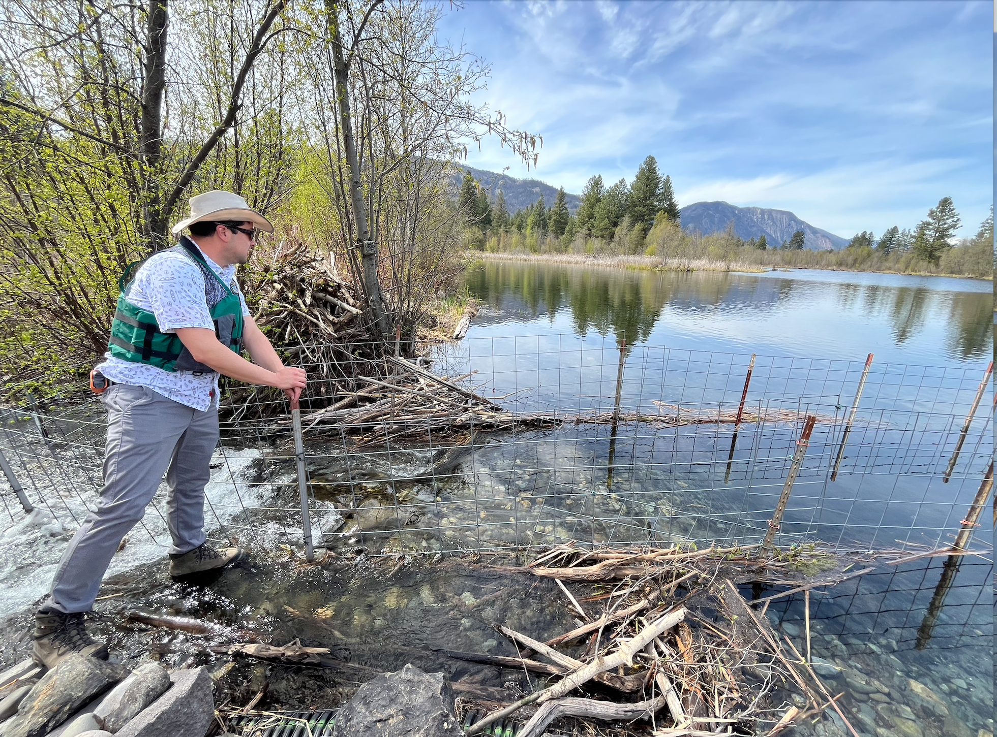 Methow Beaver Project – Beavers & People restoring our watersheds together