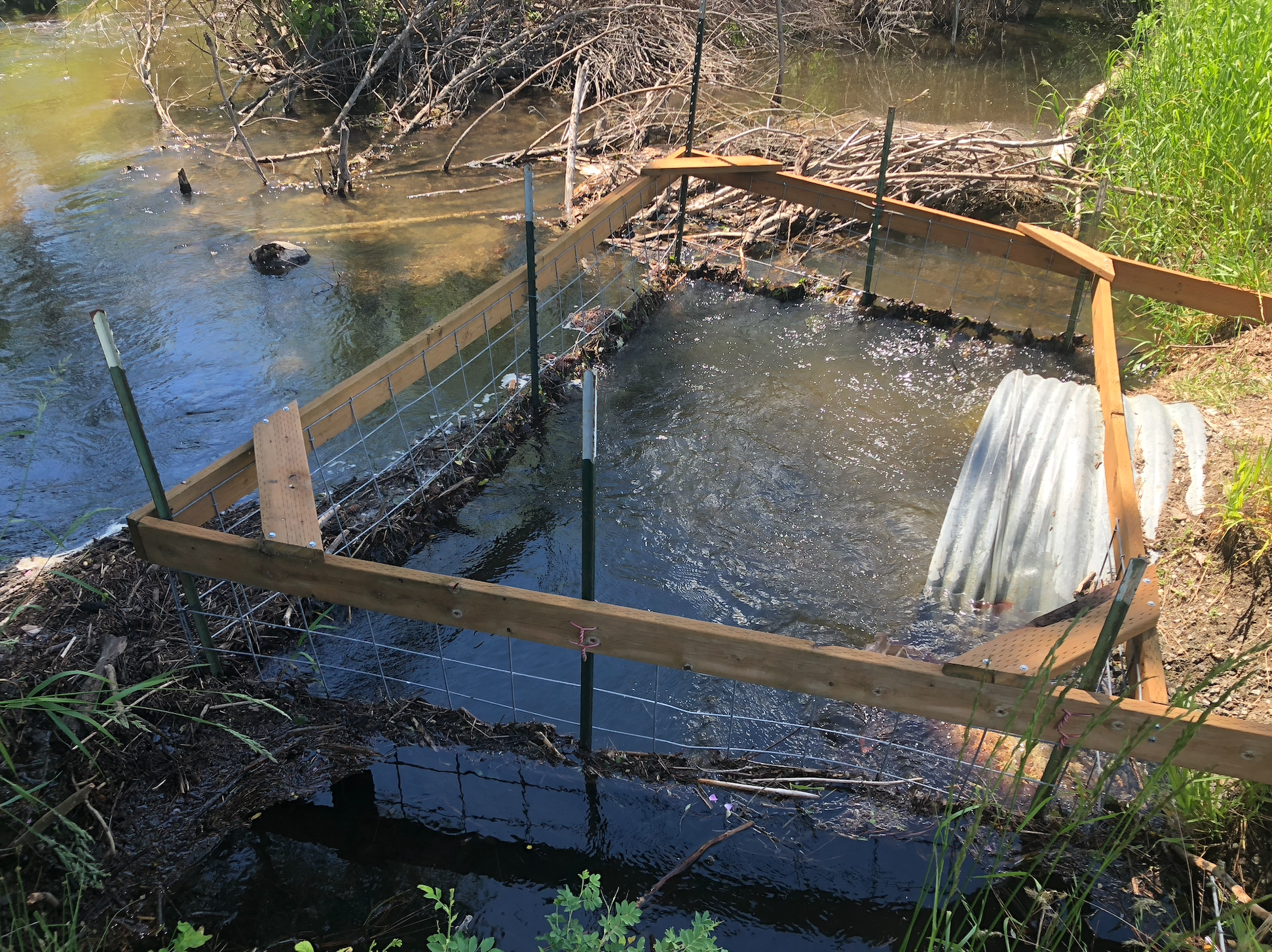 Beaver Coexistence – Methow Beaver Project