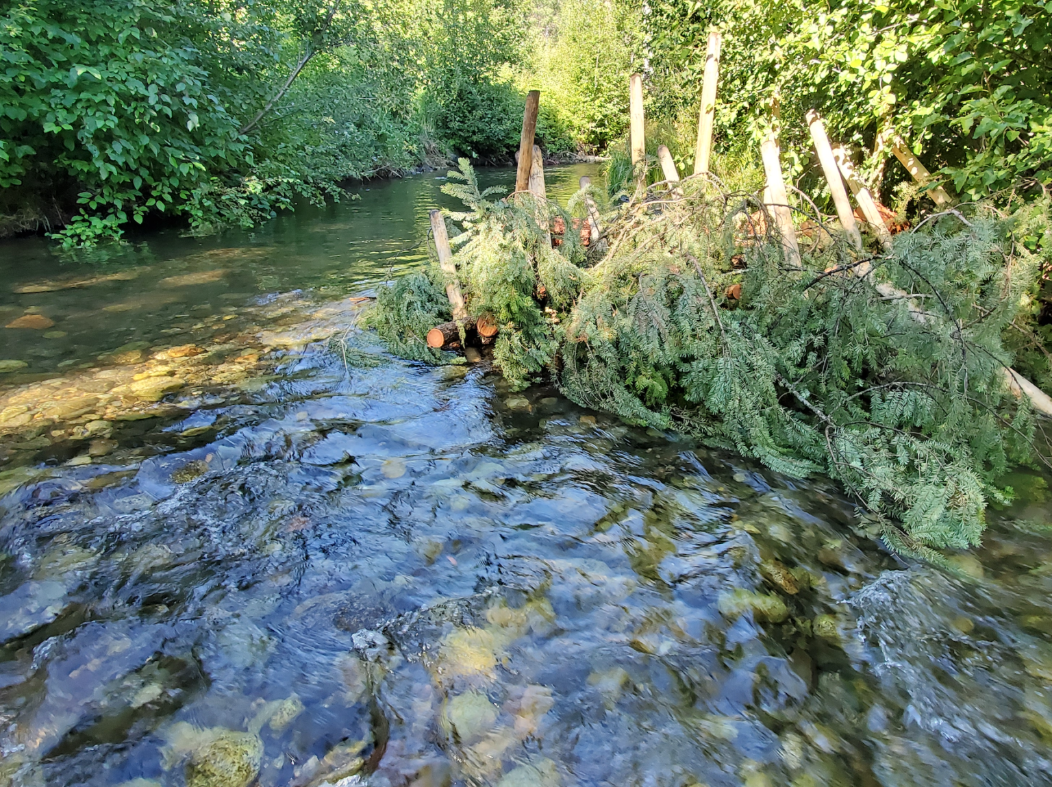 Watershed Restoration – Methow Beaver Project