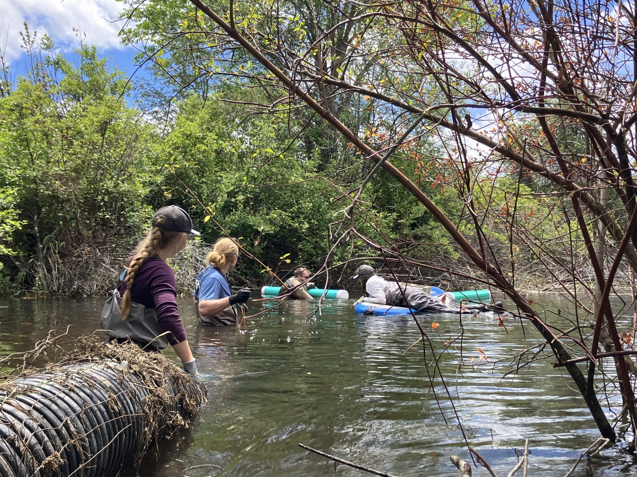 Beaver Coexistence – Methow Beaver Project