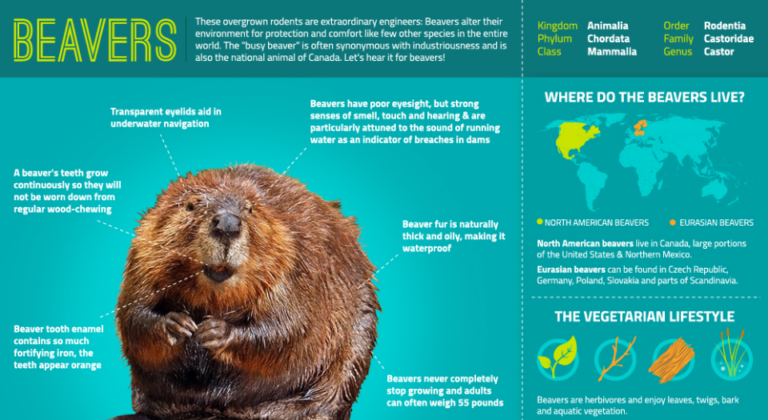 Resources for Educators – Methow Beaver Project